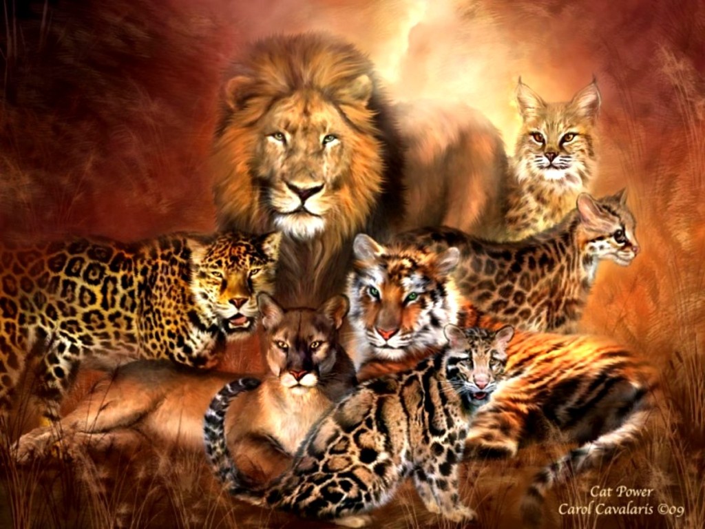 Wild Cats Kimcampion Wild Cats Kimcampion