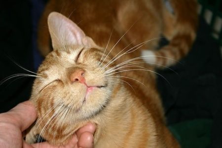 Science Proves Cats Purr At Healing Frequencies – kimcampion.com