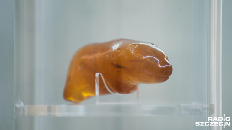 The Amber Bear – kimcampion.com